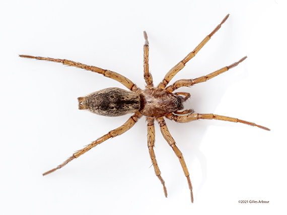 Drassodes neglectus ()| NatureWeb.com