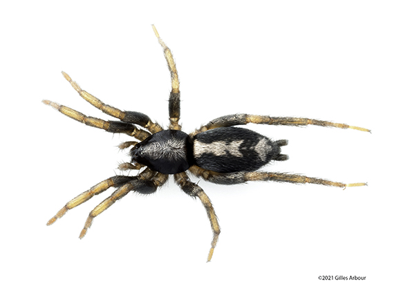 Herpyllus ecclesiasticus ()| NatureWeb.com