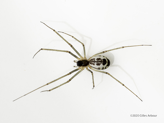 Neriene radiata ()| NatureWeb.com