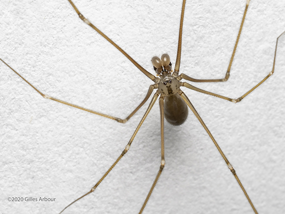 Pholcus opilionoides ()| NatureWeb.com