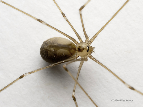 Pholcidae | NatureWeb.com