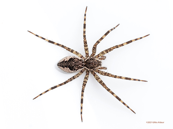 Dolomedes scriptus ()| NatureWeb.com