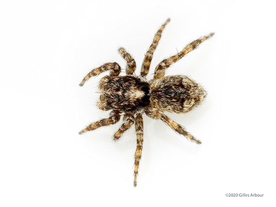 Attulus fasciger ()| NatureWeb.com
