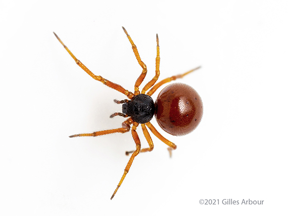 Theridiidae | NatureWeb.com