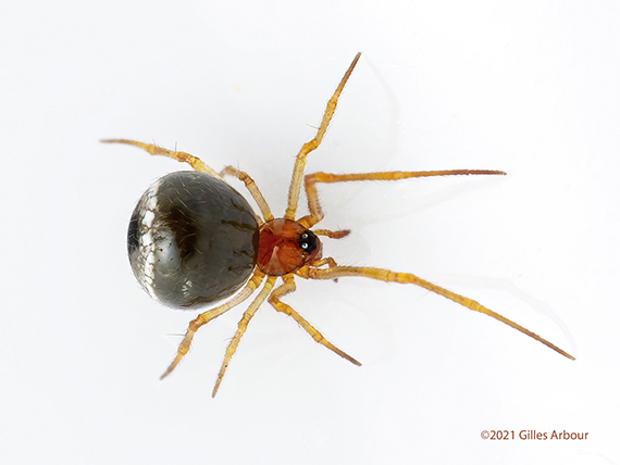 Hentziectypus globosus ()| NatureWeb.com