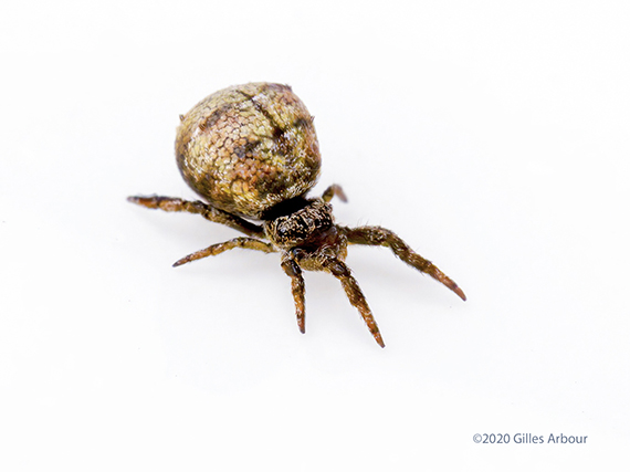 Hyptiotes gertschi ()| NatureWeb.com