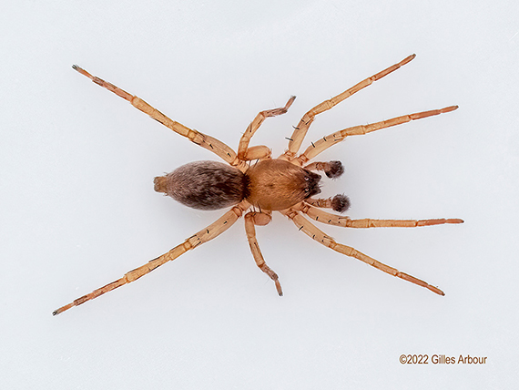 Clubionidae | NatureWeb.com