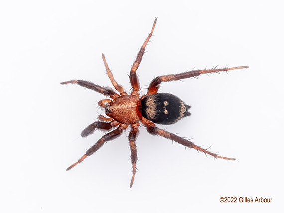 Gnaphosidae | NatureWeb.com