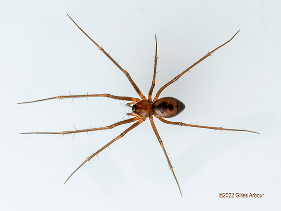 Taranuctus ornithes ()| NatureWeb.com