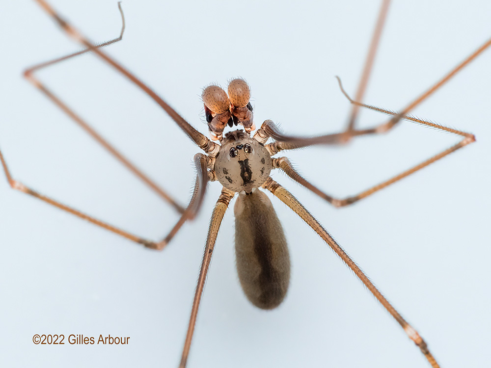 Pholcus opilionoides ()| NatureWeb.com