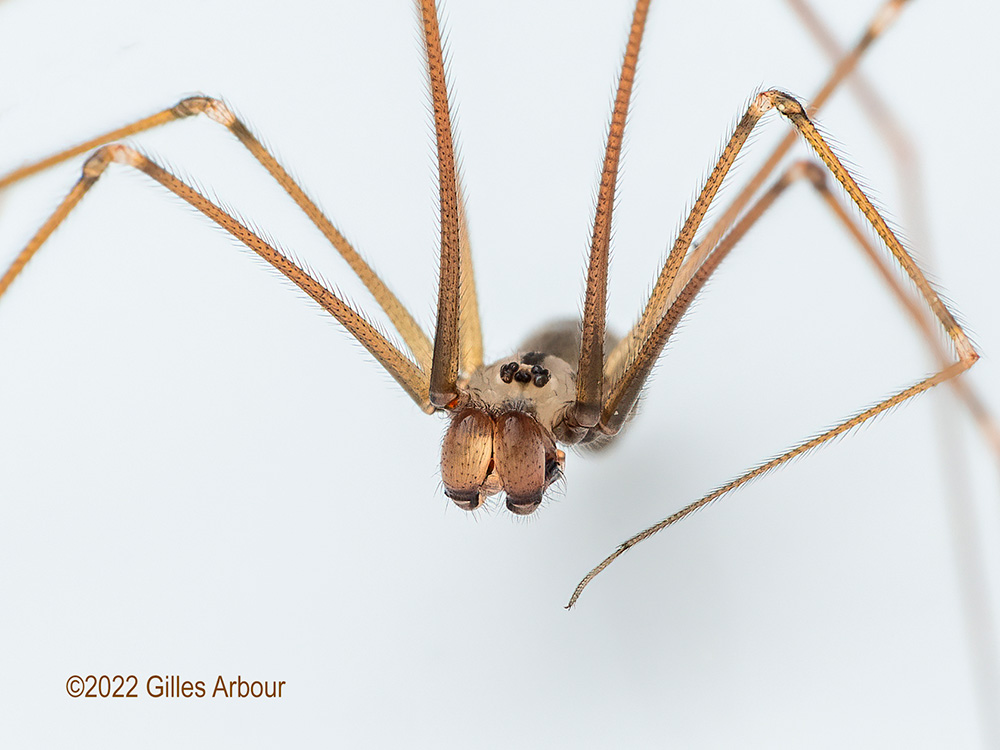 Pholcus opilionoides ()| NatureWeb.com