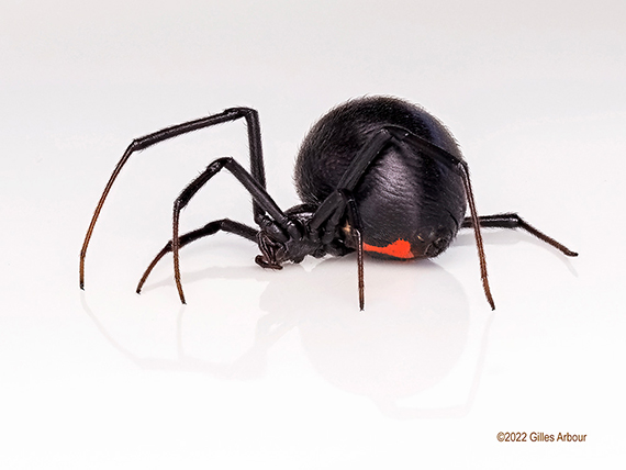 Latrodectus mactans ()| NatureWeb.com