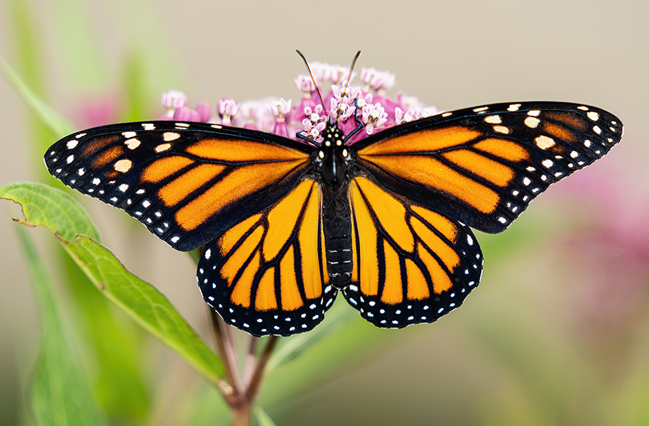 L’Émergence du Papillon Monarque | NatureWeb.com