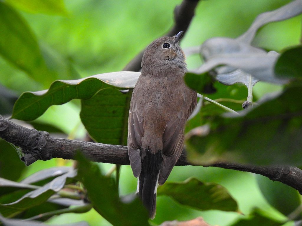 Bird Beaks – What Are They Used For? - Bird Buddy Blog