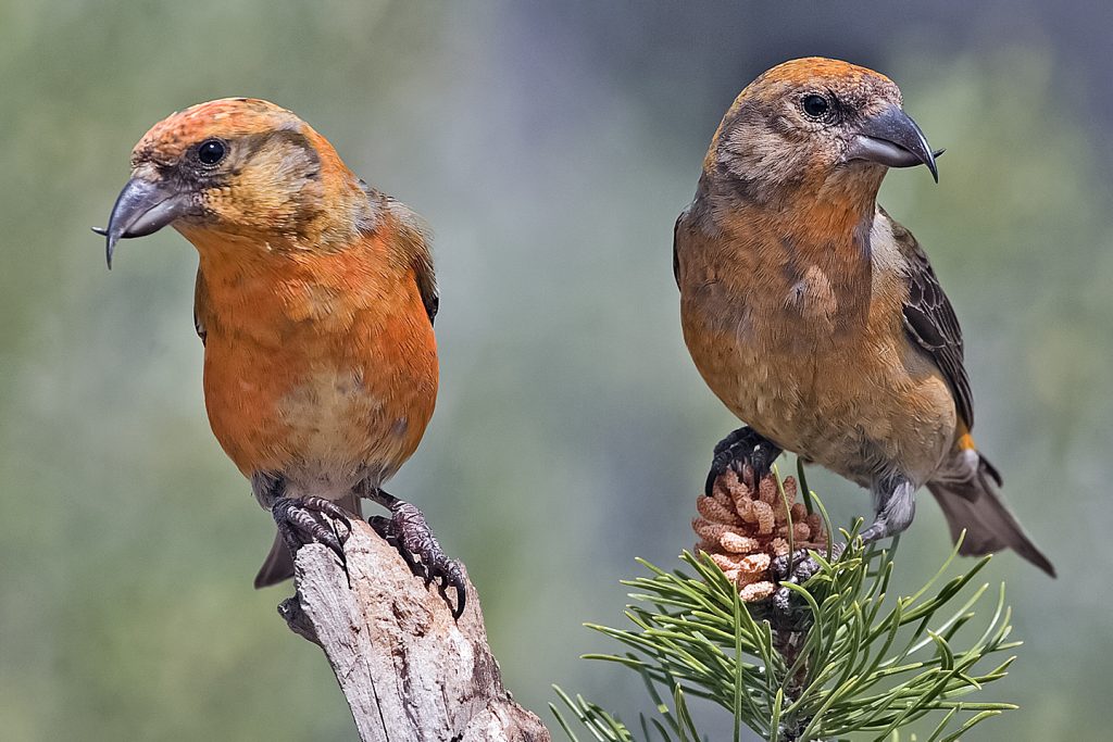 Bird Beaks – What Are They Used For? - Bird Buddy Blog