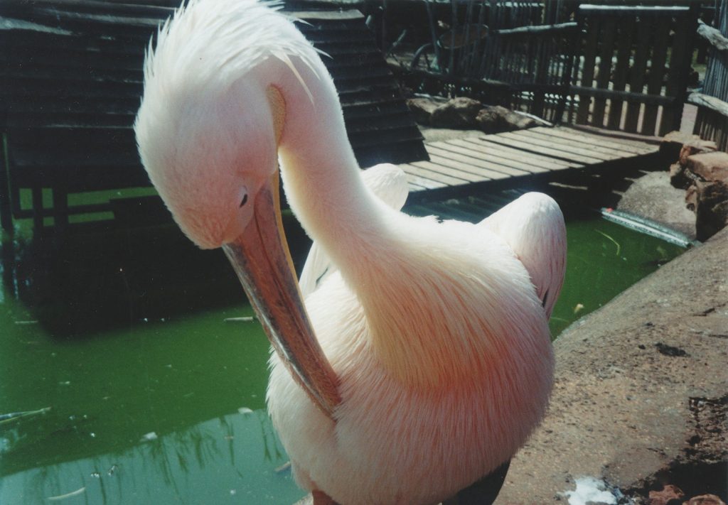 Bird Beaks – What Are They Used For? - Bird Buddy Blog