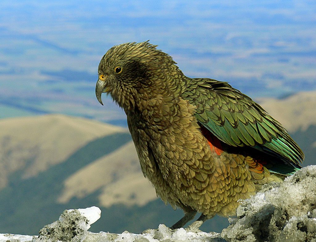 Bird Beaks – What Are They Used For? - Bird Buddy Blog