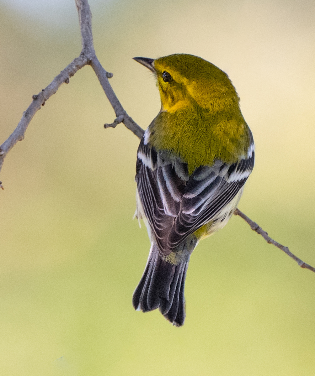 Wildlife Photography » Meet Bird Photographer Owen Deutsch - Bird Buddy ...