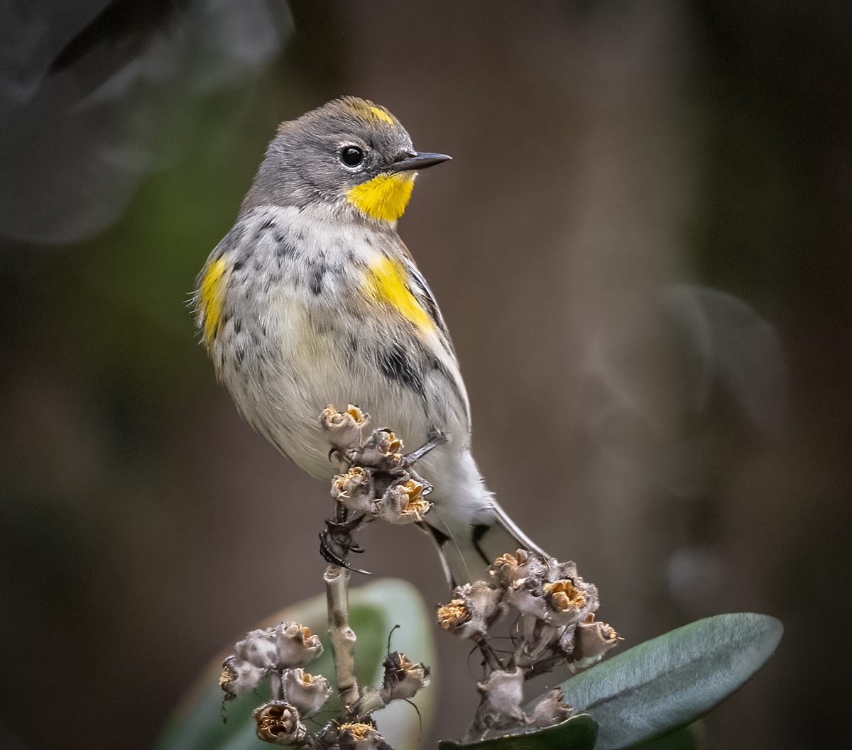 Wildlife Photography » Meet Bird Photographer Owen Deutsch - Bird Buddy ...