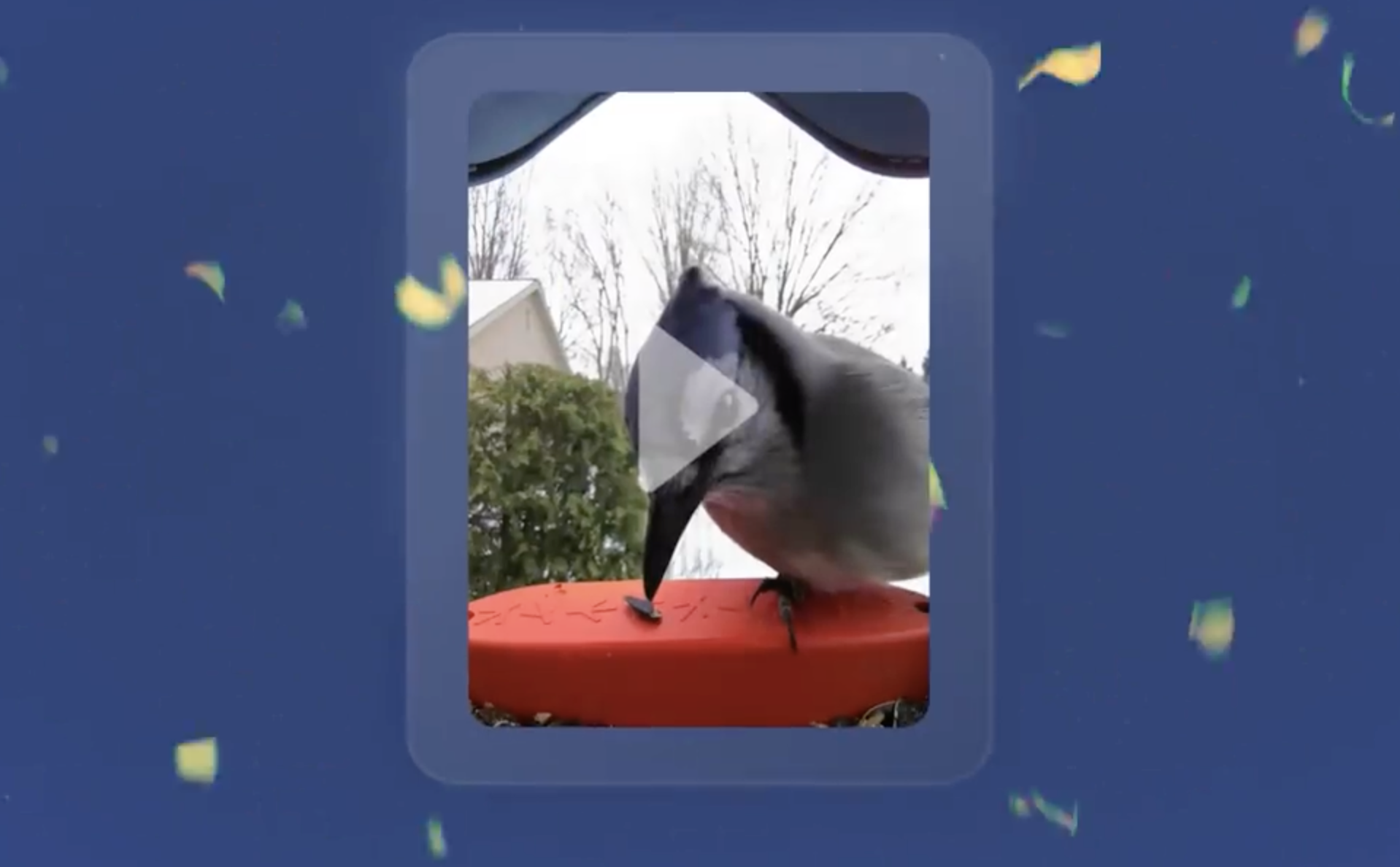 Bird Buddy Features Video Postcards - Bird Buddy Blog