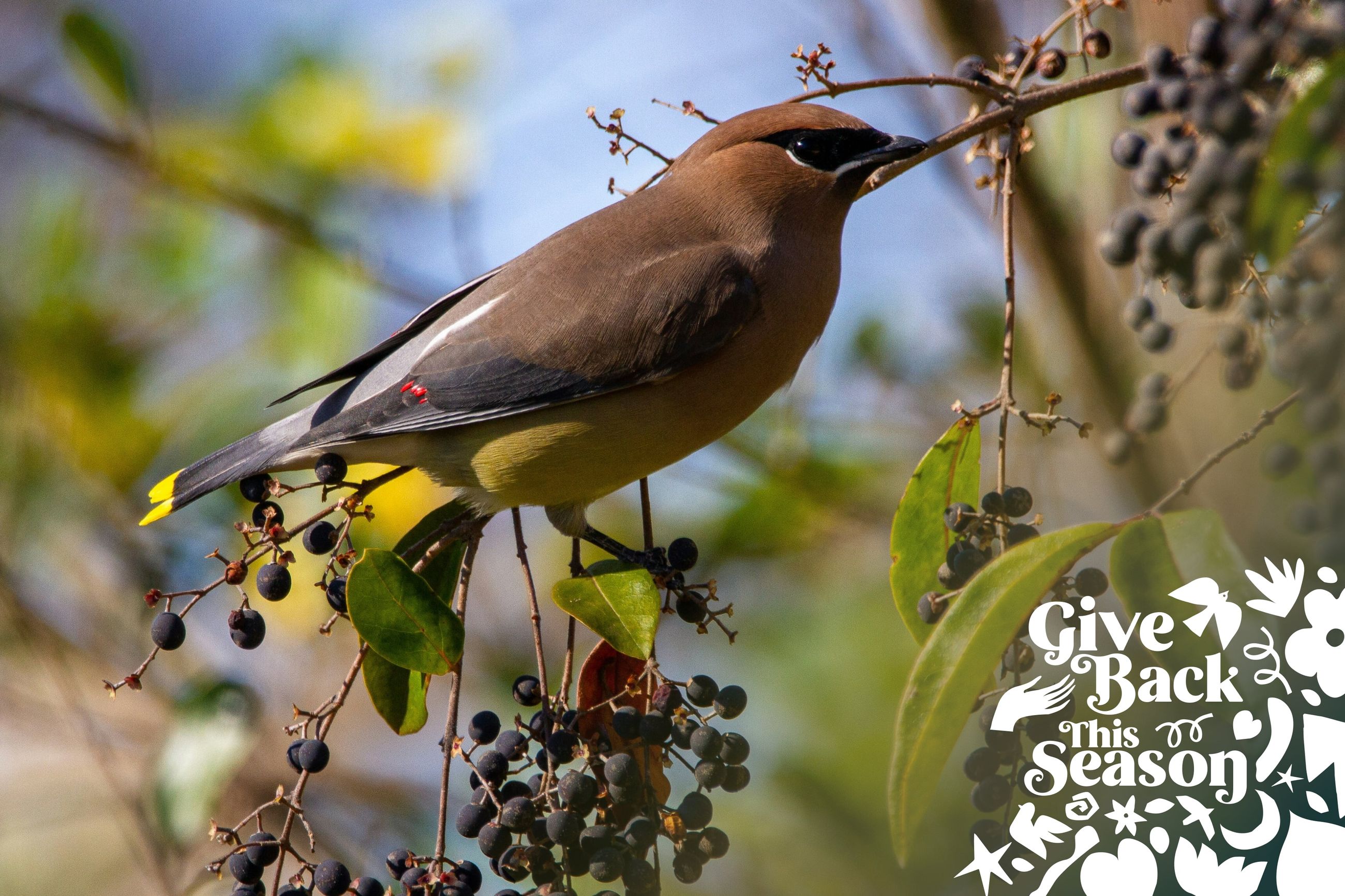 How Berries Help Birds & Vice Versa - Bird Buddy Blog