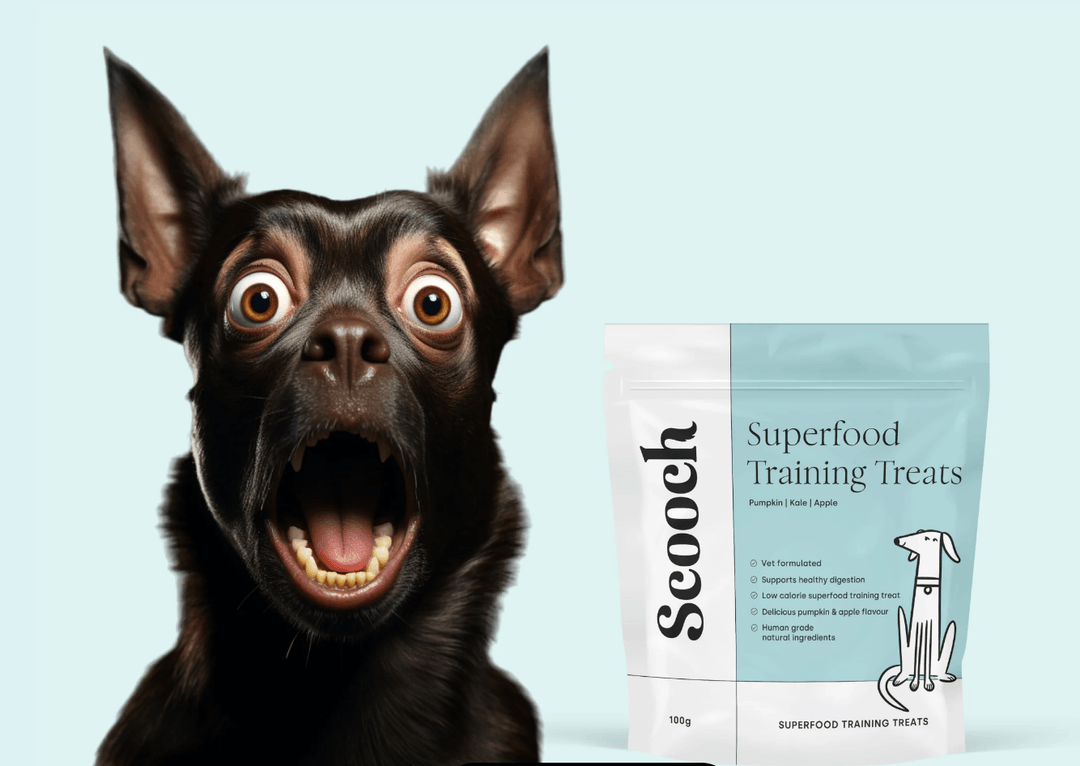 Case Study | SCOOCH PET