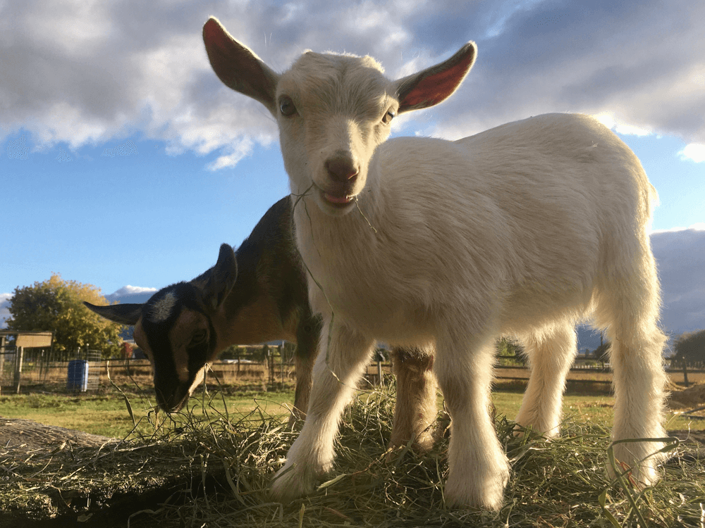 Missoula's Only Permaculture Grown Cannabis | Dancing Goat Gardens