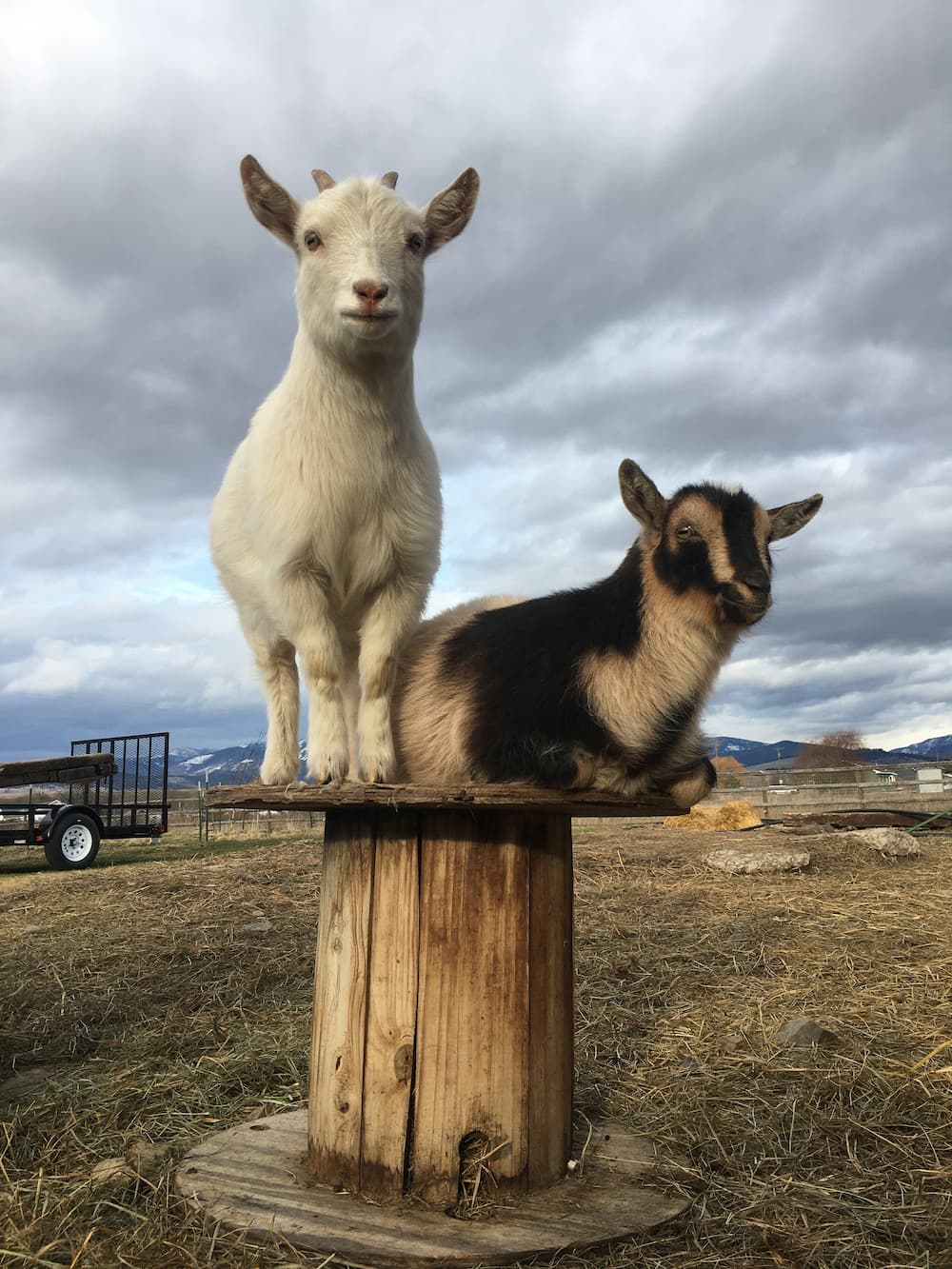 Learn what makes Dancing Goat Gardens Cannabis Dispensary Unique