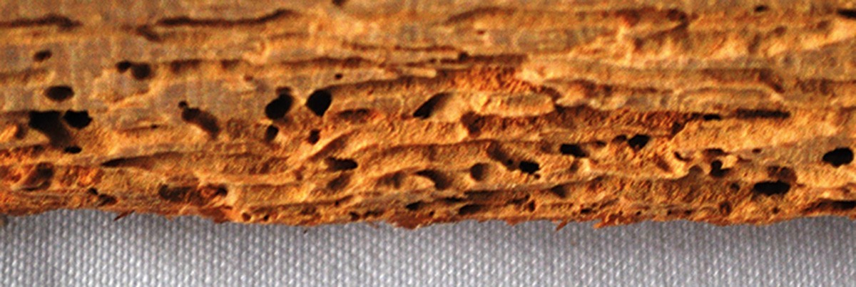 How to prevent borer damage and wood rot. | Inspiration & Advice