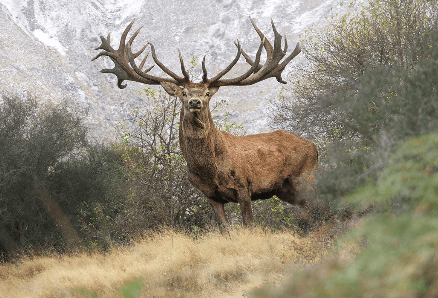 World Class NZ Hunting Trips | Red Stag | Himalayan Tahr and more