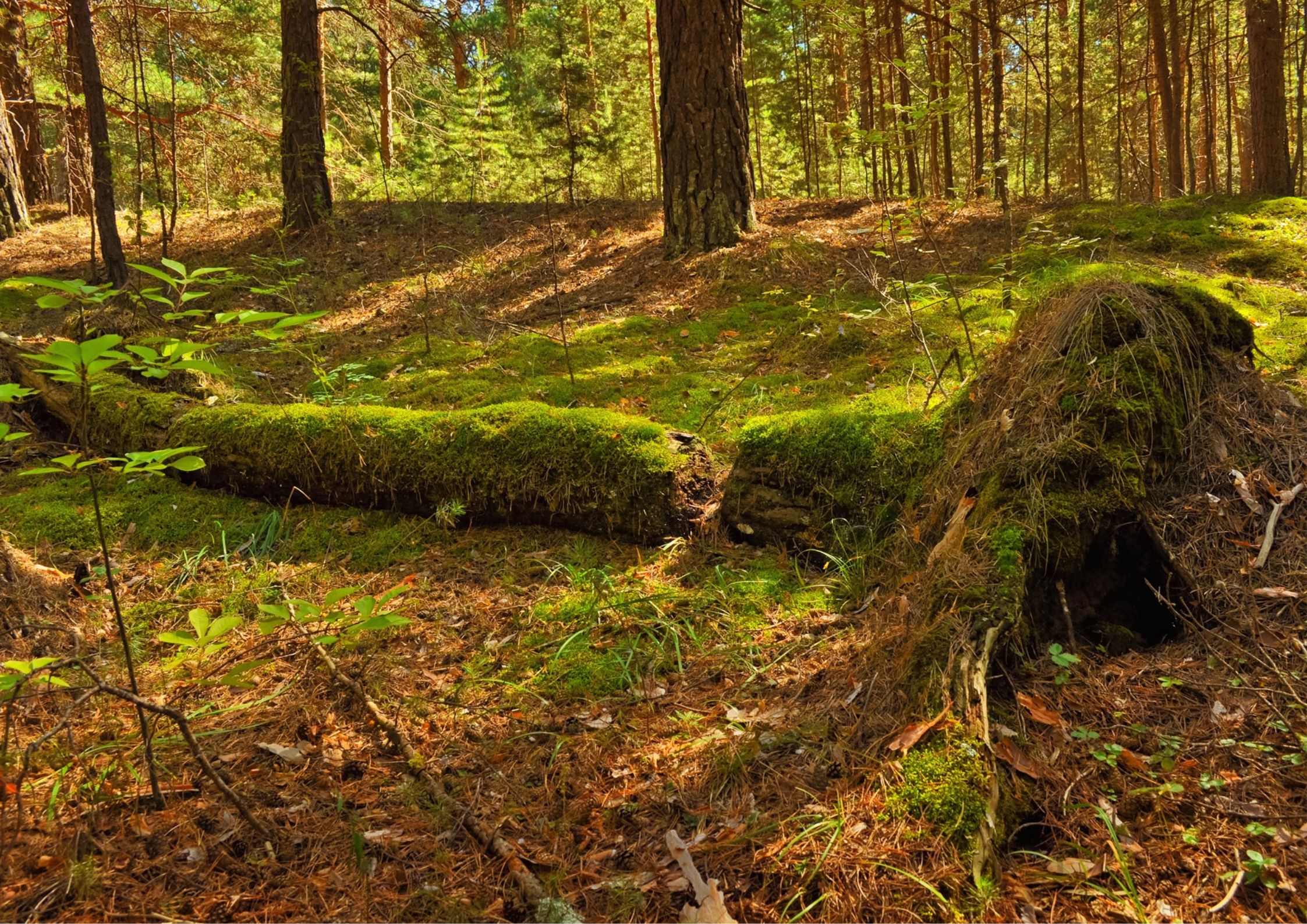 Why Is It Essential to Calculate Biogenic Carbon Emissions?