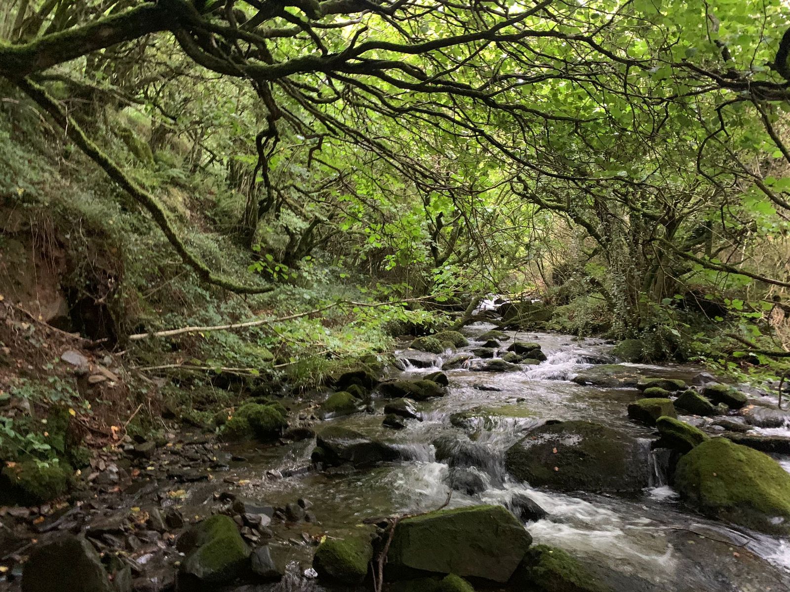 Euroforest Ireland