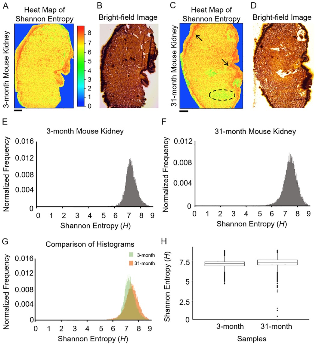 Spatial distribution of the Shannon entropy for mass spectrometry imaging
