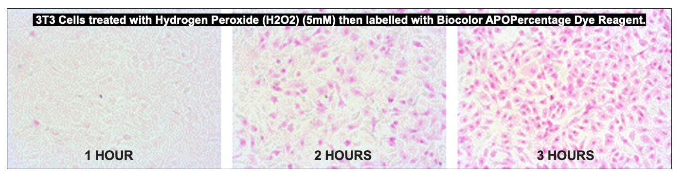APOPercentage apoptosis assay kit from Biocolor Ltd