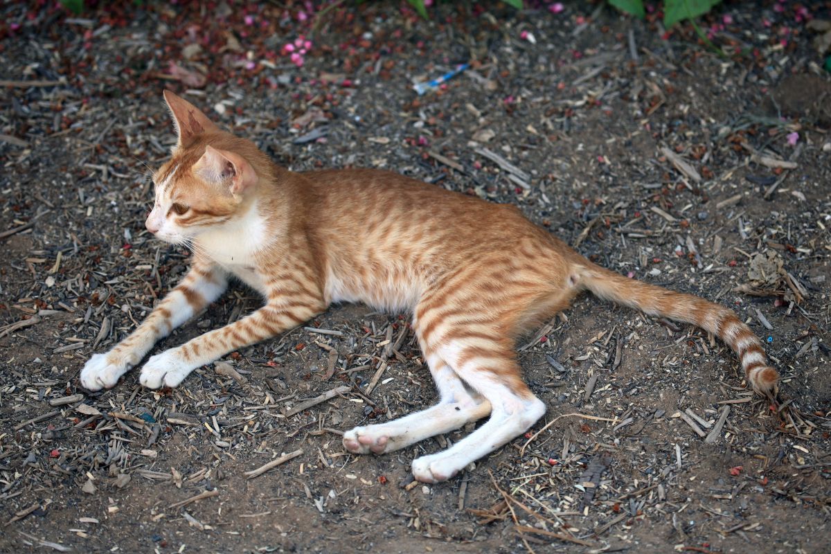 14 Ciri-Ciri Kucing Sakit yang Harus Diperhatikan | Pawlyclinic