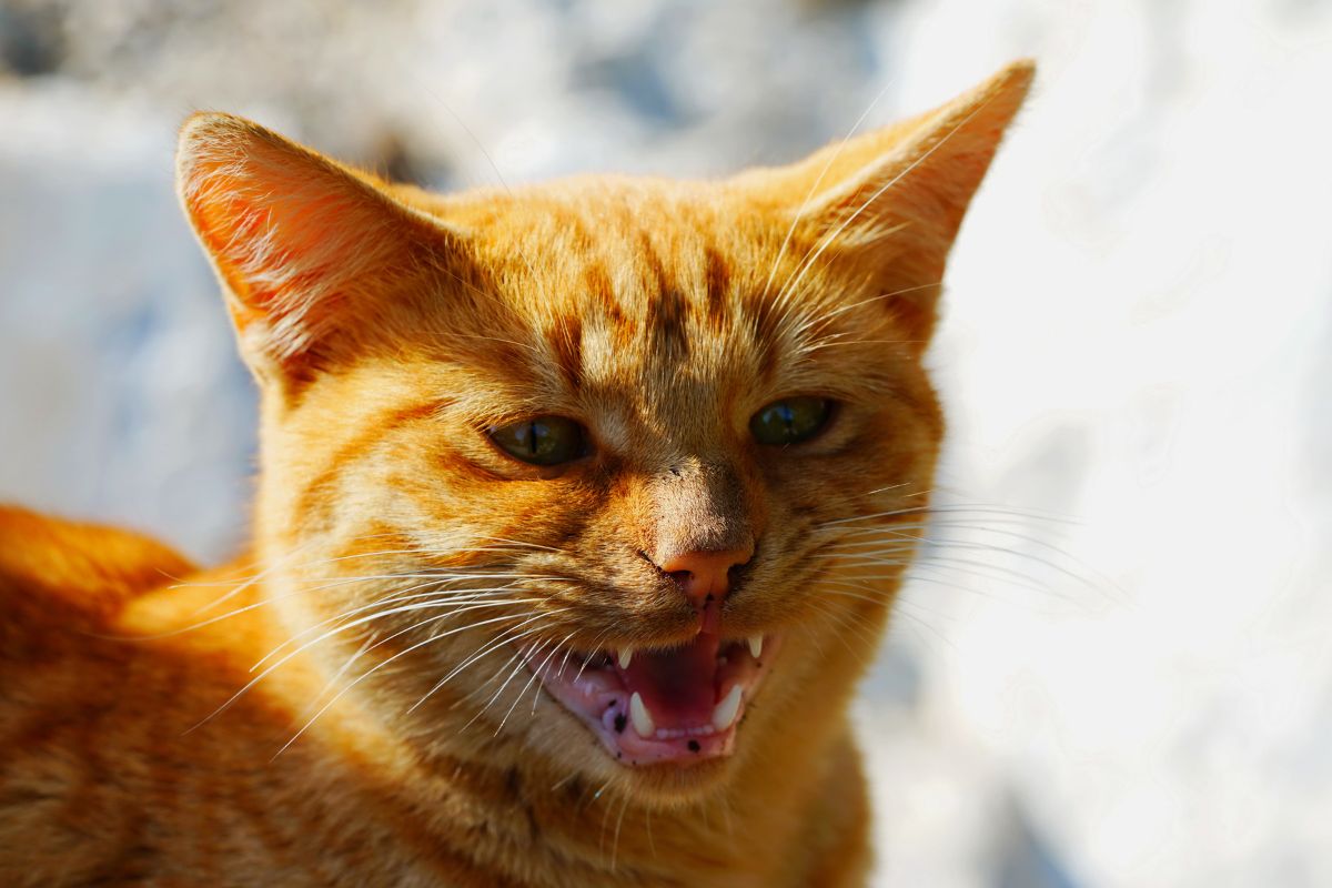 14 Ciri-Ciri Kucing Sakit yang Harus Diperhatikan | Pawlyclinic