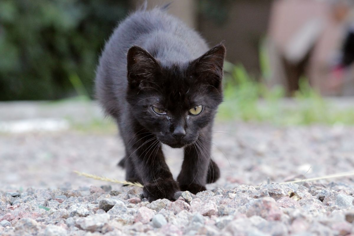 Infeksi Chlamydia pada kucing (Chlamydiosis) | Pawlyclinic