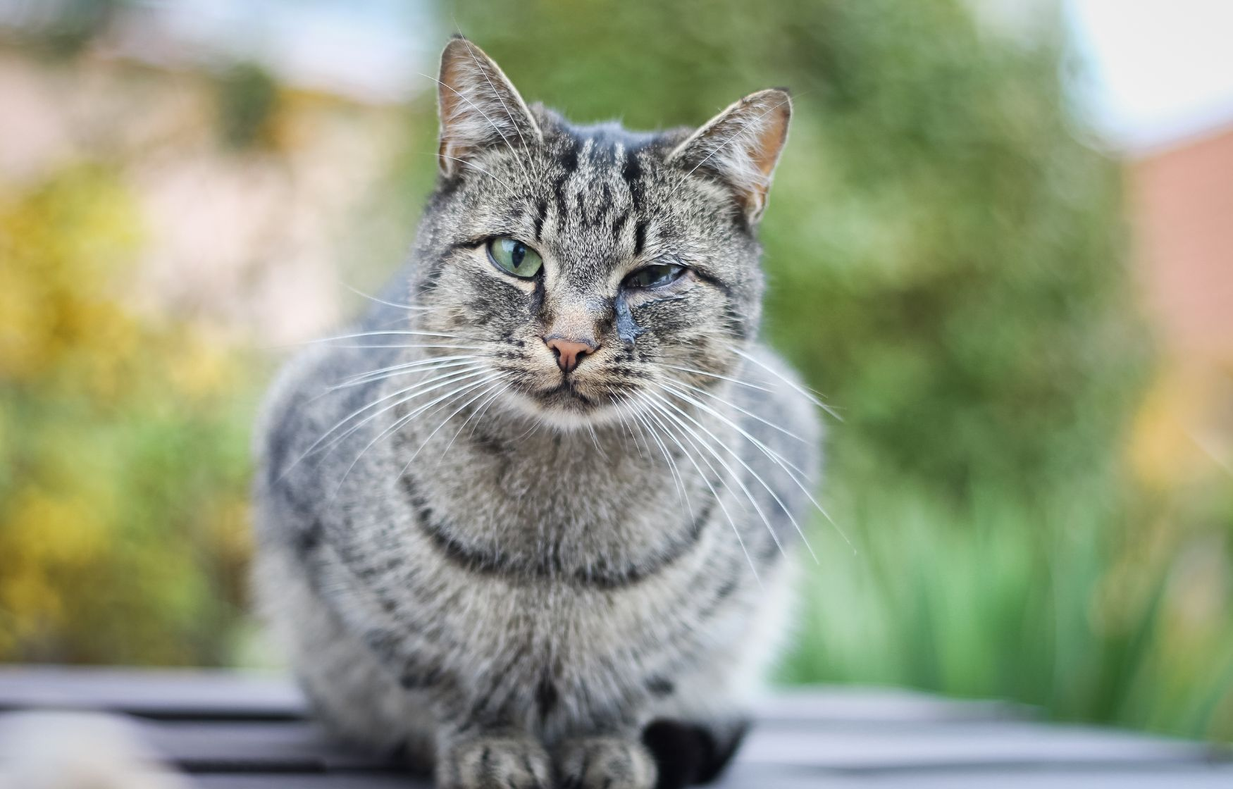 5 Penyebab Mata Kucing Berair dan Cara Mengatasinya | Pawlyclinic