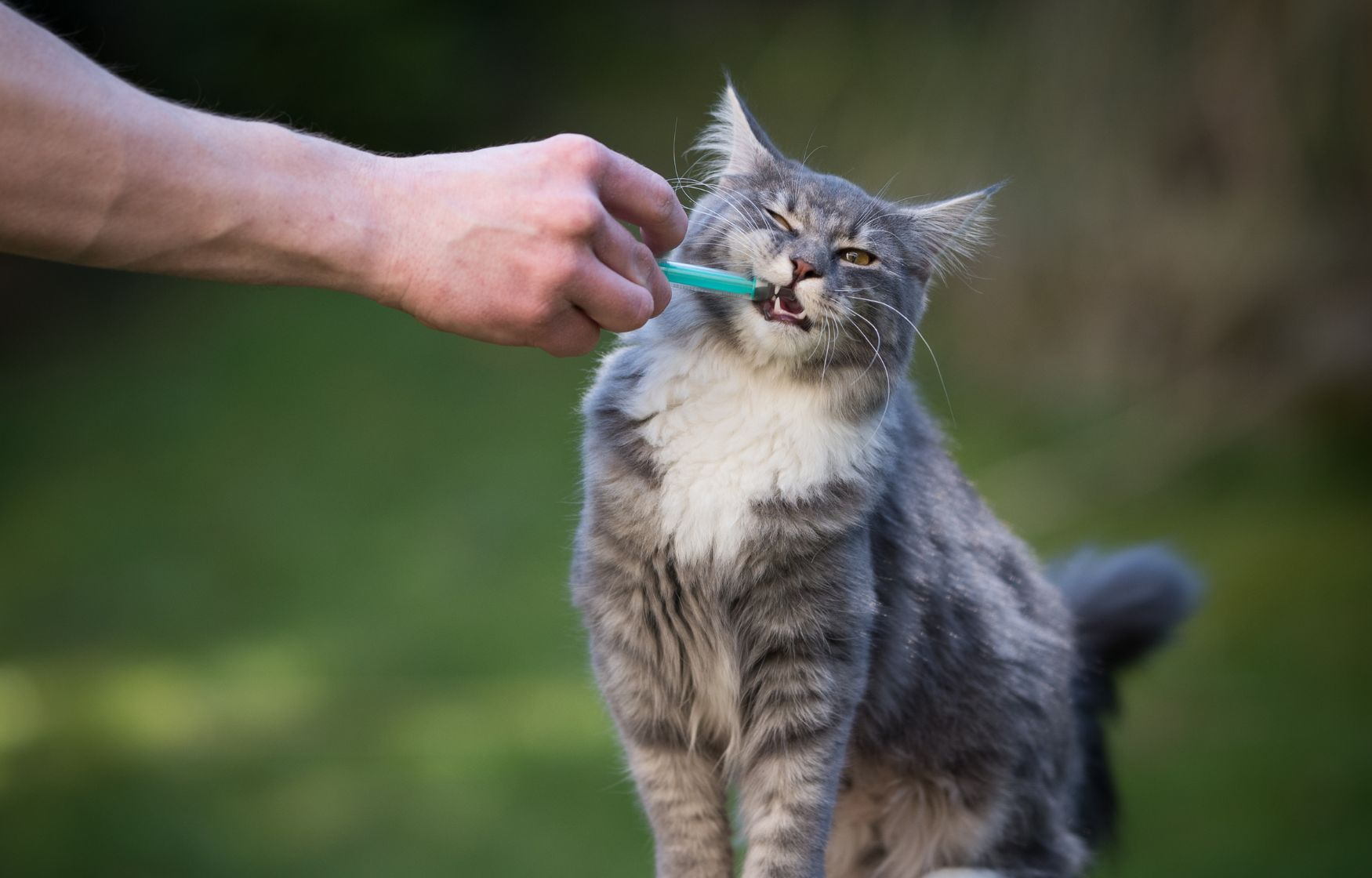 5 Penyebab Mata Kucing Berair dan Cara Mengatasinya | Pawlyclinic