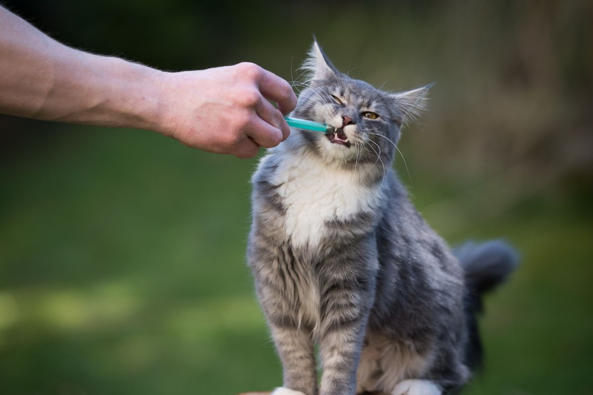 Penyebab Mata Kucing Bengkak dan Cara Mengobatinya | Pawlyclinic ...