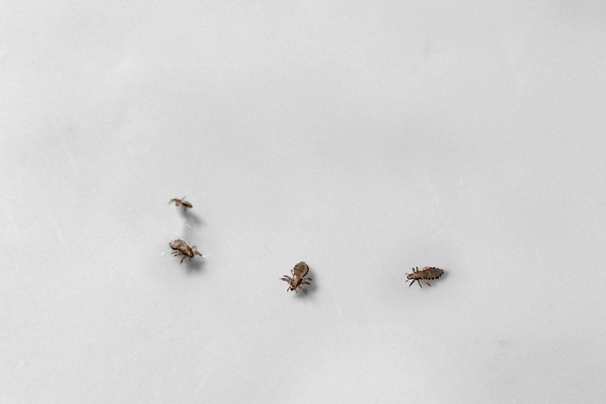 Bermacam-macam jenis penyakit kulit pada kucing | Pawlyclinic