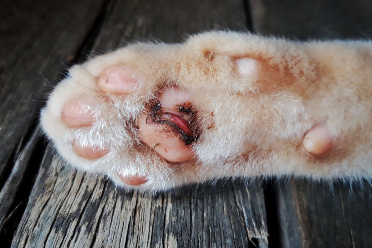 Kaki kucing pincang dan penyebabnya | Pawlyclinic