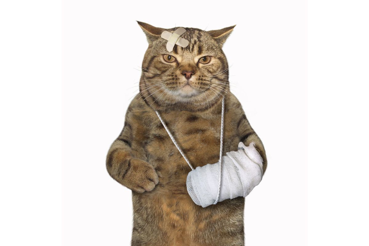 Kaki kucing pincang dan penyebabnya | Pawlyclinic