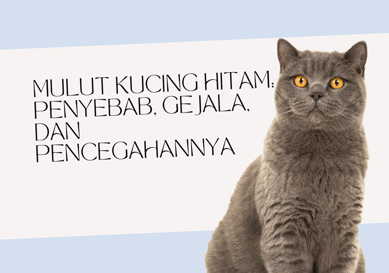 Mulut Kucing Hitam: Penyebab, Gejala, dan Pencegahannya | Pawlyclinic