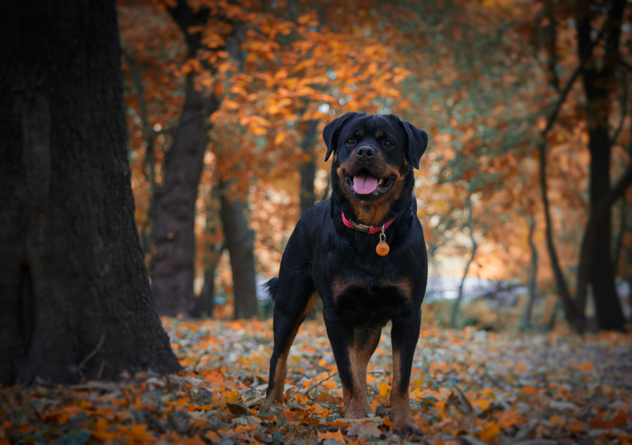 Anjing Menstruasi: Siklus, Gejala, dan Perawatannya | Pawlyclinic