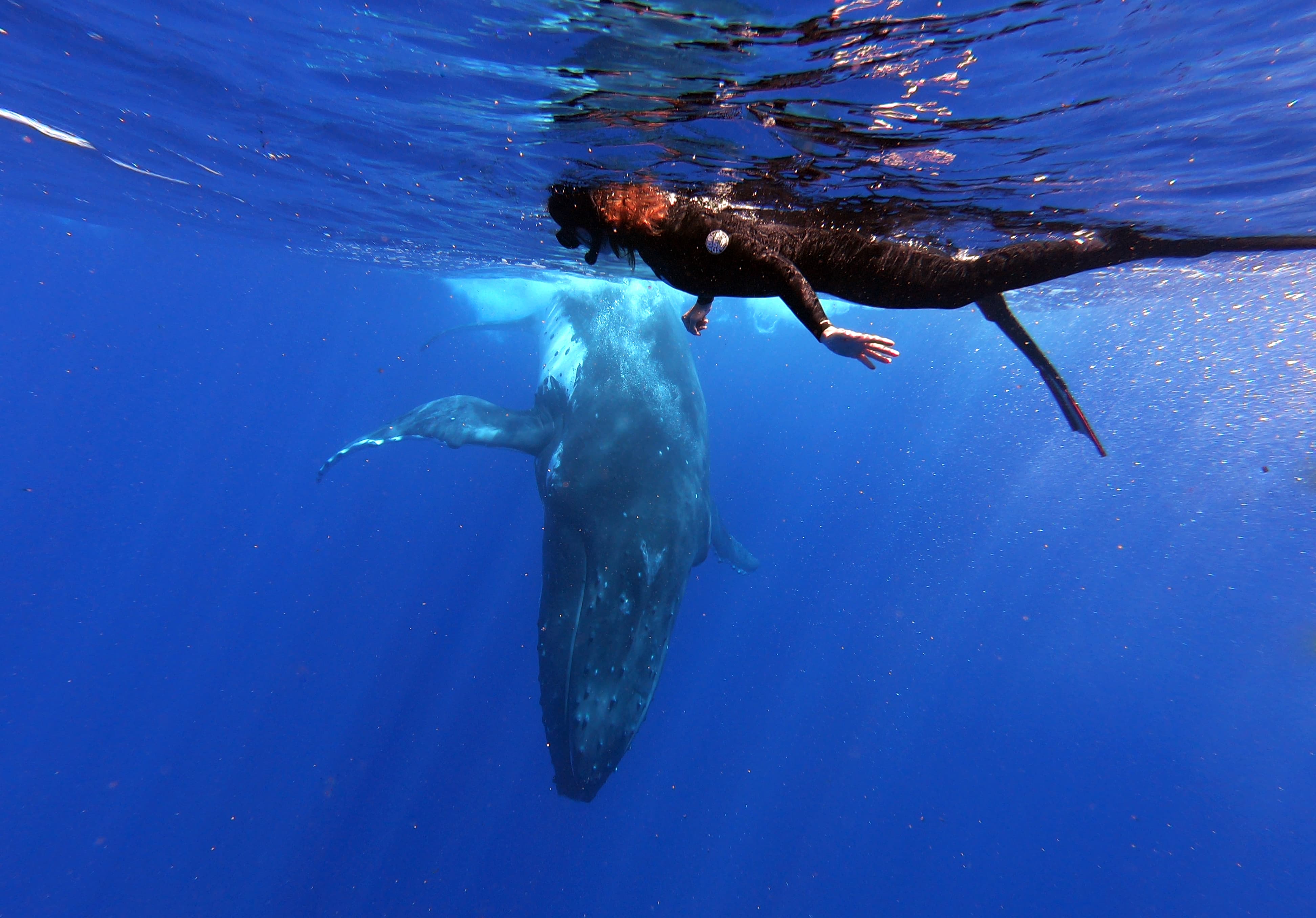 Following the Call of Moorea's Humpback Whales