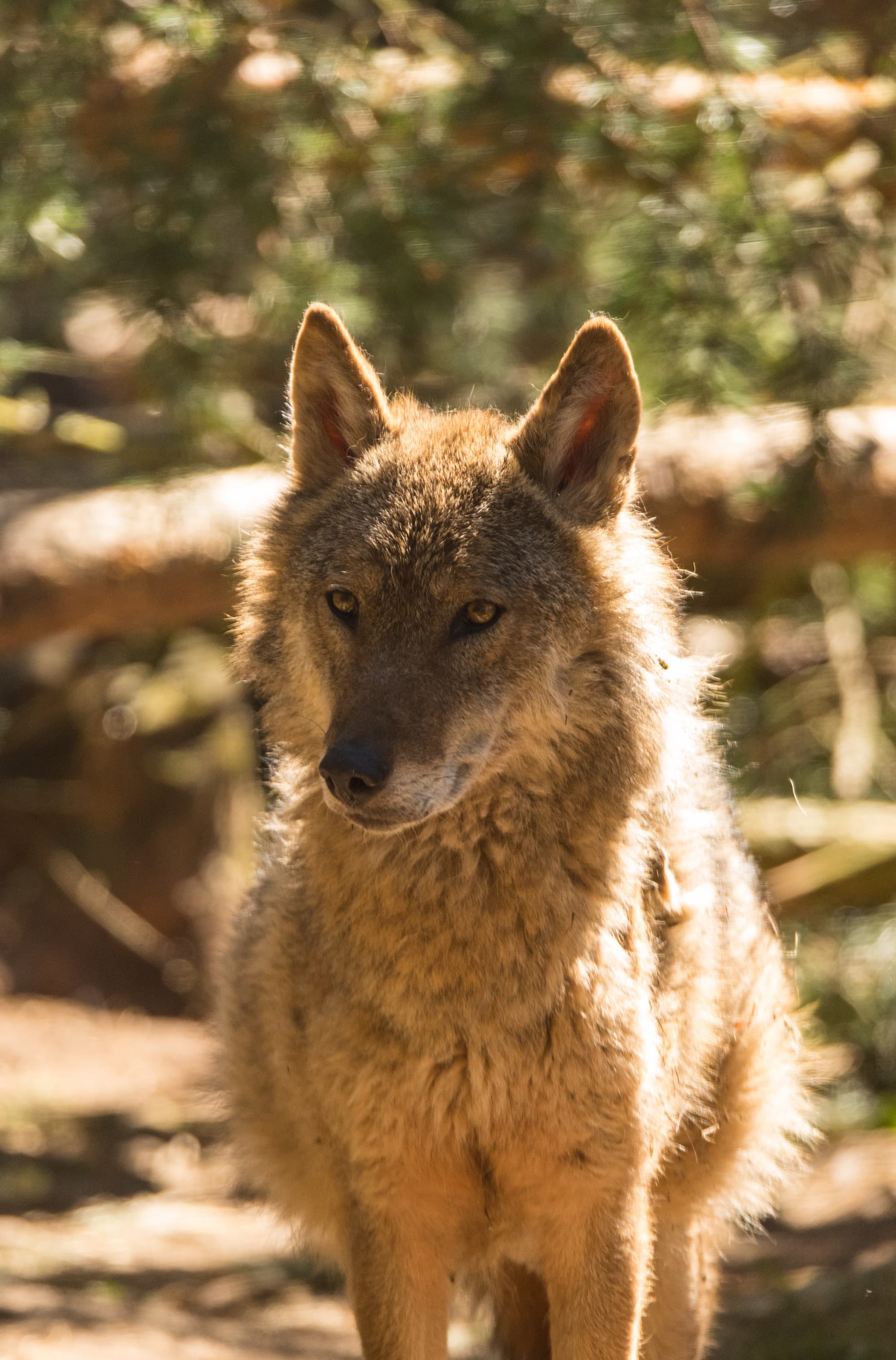 Rewilding: Returning Scotland’s Lost Wilderness