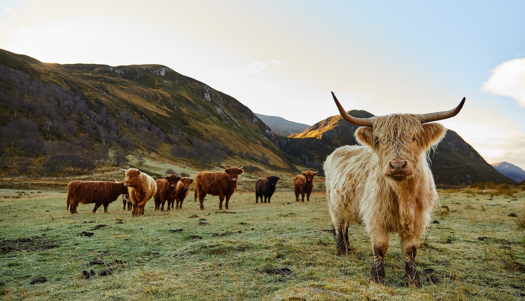Rewilding: Returning Scotland’s Lost Wilderness