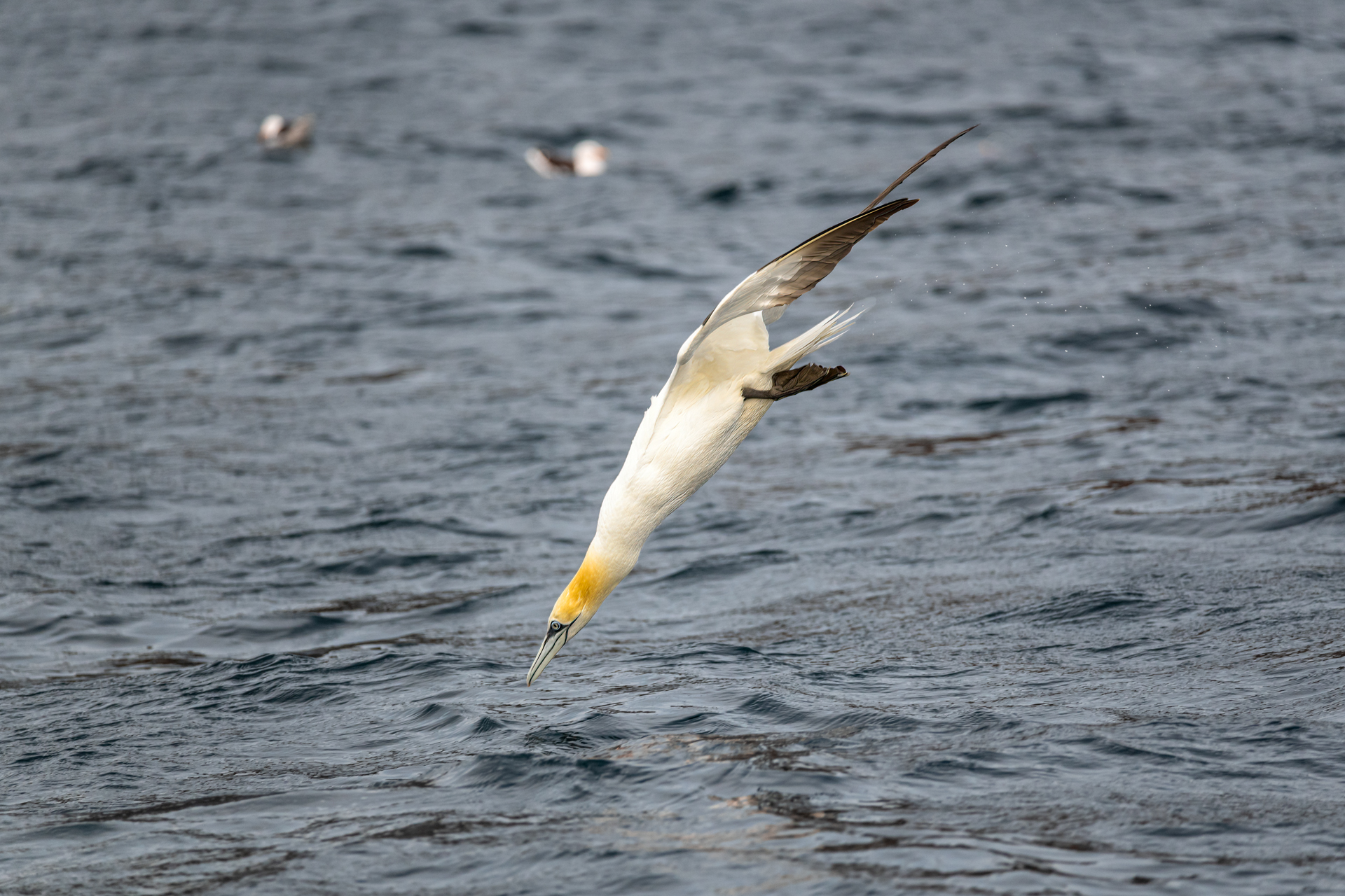 Northern gannet - Bird species - Experience Runde