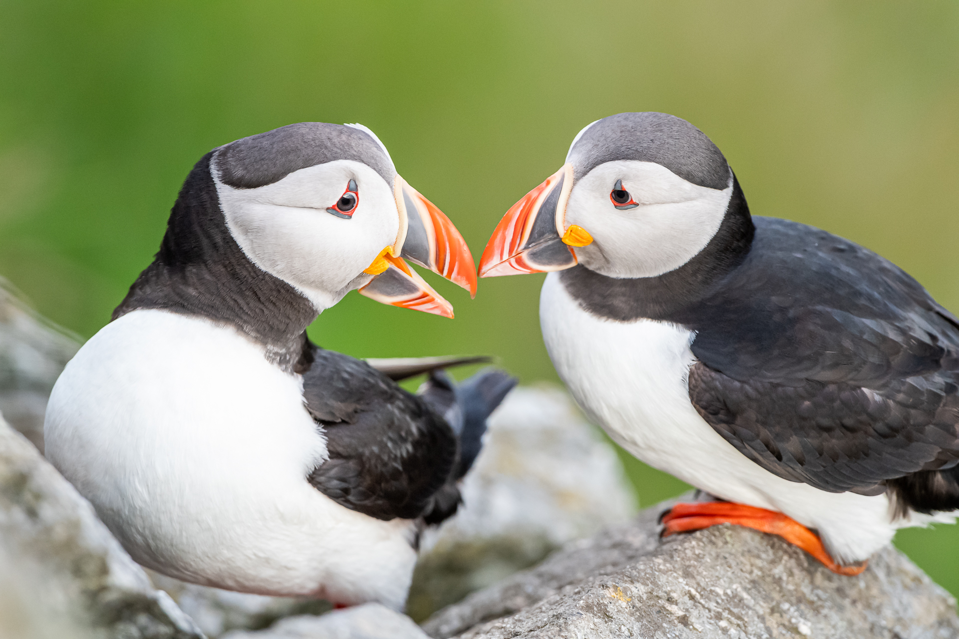Puffin - Bird species - Experience Runde
